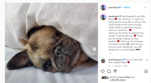 "I will miss you so much": PewDiePie mourns loss of his dog Maya
